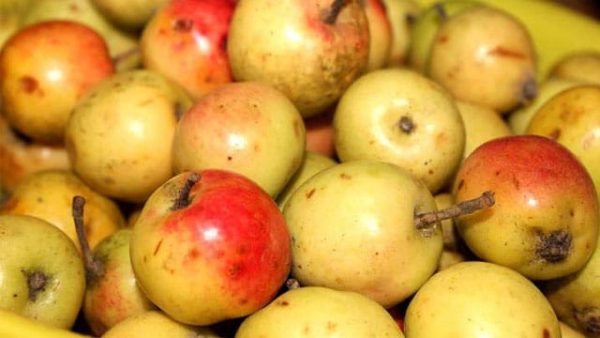 Apple Meo – Yen Bai - Famous Specialty - VIETNAM DESTINATIONS